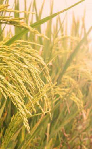 Crop Insurance Schemes – Agricultural Insurance Board