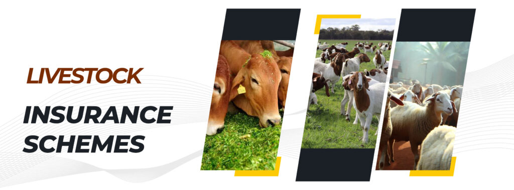 Livestock Insurance Schemes – Agricultural Insurance Board