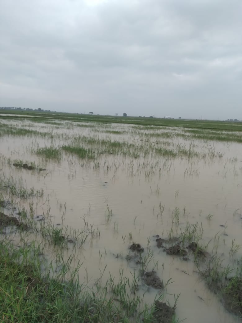 Crop Damage Inspection – Ampara Districts – Agricultural Insurance Board