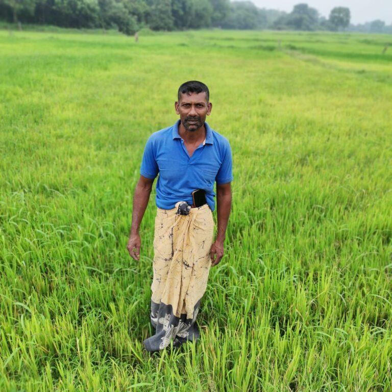 Crop Damage Inspection – Anuradhpura Districts – Agricultural Insurance ...