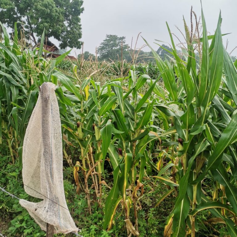 Crop Damage Inspection – Anuradhpura Districts – Agricultural Insurance ...