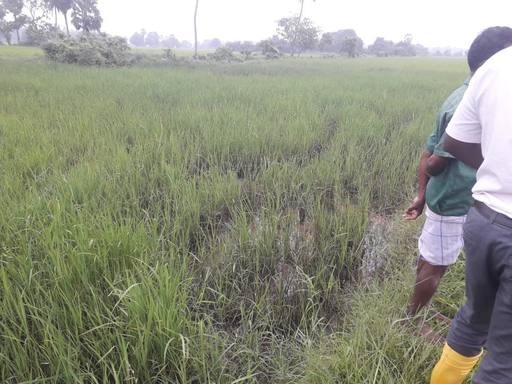 Crop Damage Inspection – Kilinochchi Districts – Agricultural Insurance ...