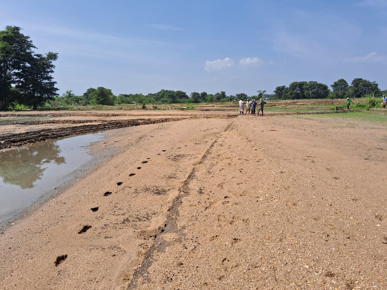 Crop Damage Inspection – Manampitiya Districts – Agricultural Insurance ...