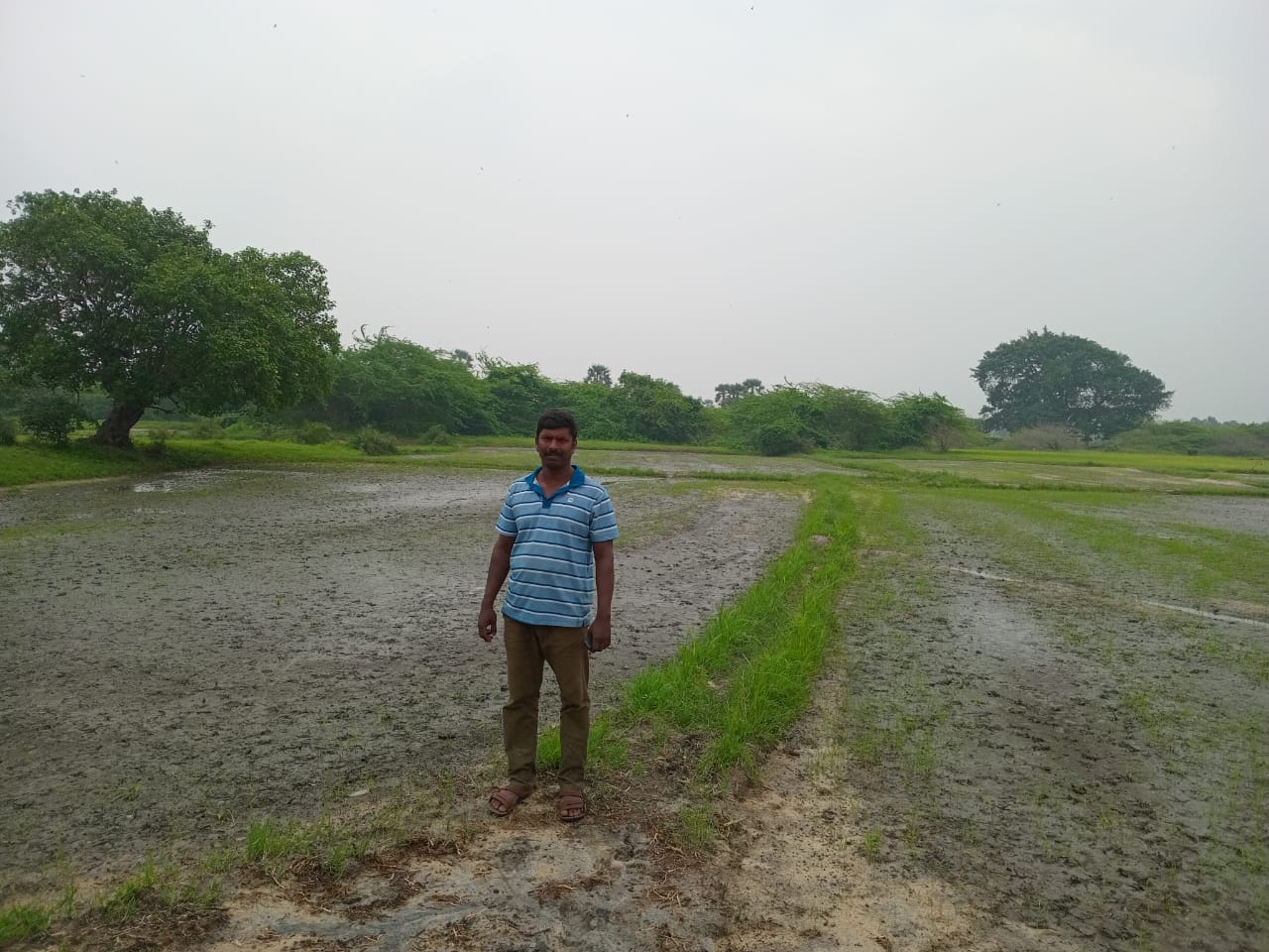 Crop Damage Inspection – Manner Districts – Agricultural Insurance Board