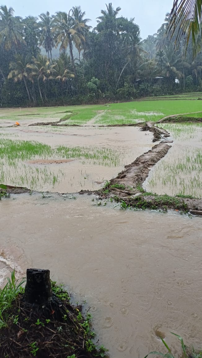 Crop Damage Inspection – Matale Districts – Agricultural Insurance Board